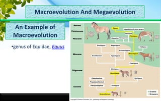 Macro n megaevolution | PPTX