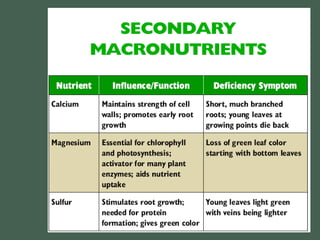 Macronutrient and micronutrient | PPTX
