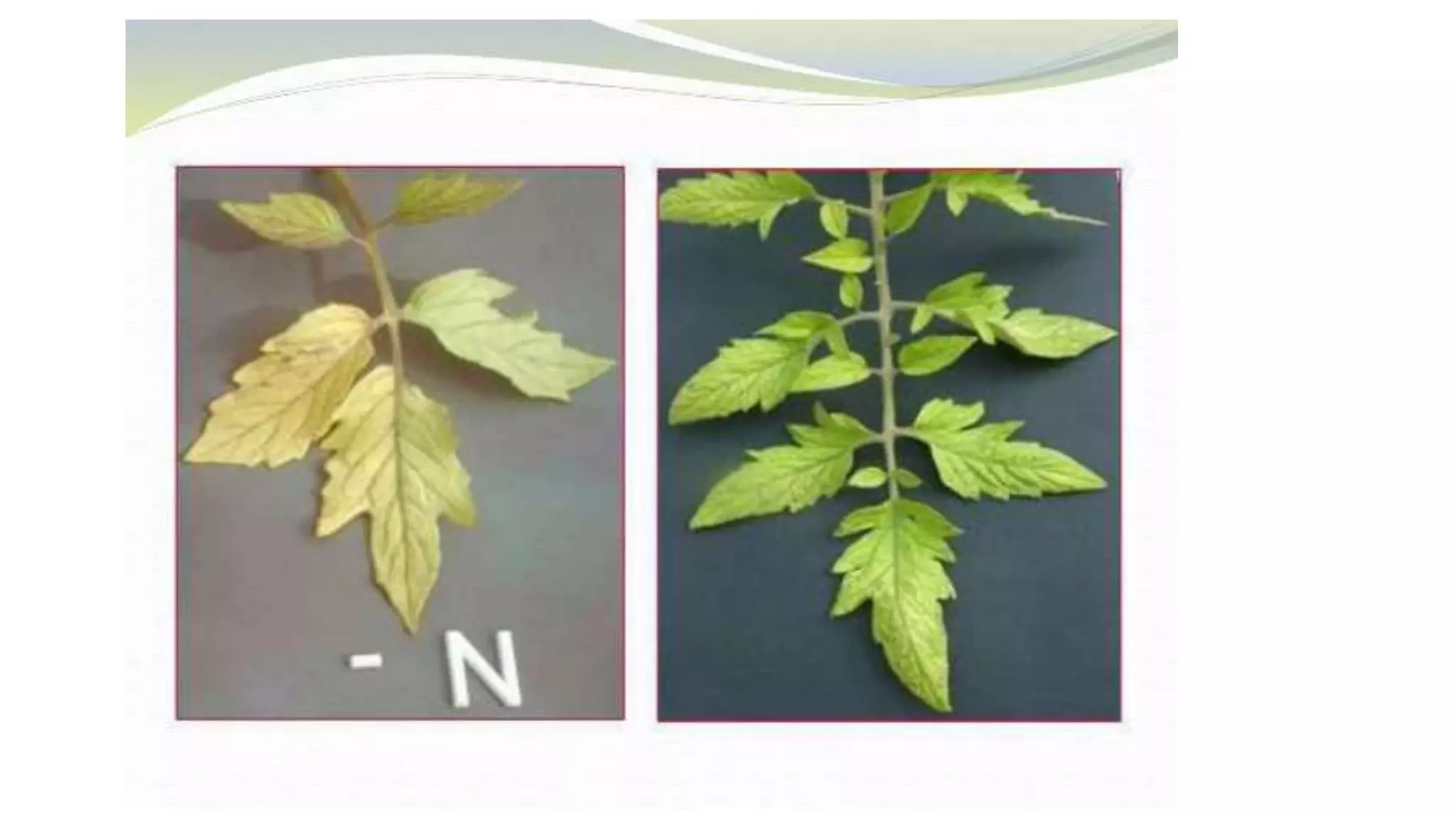 Macronutrient deficiency in plants | PPT
