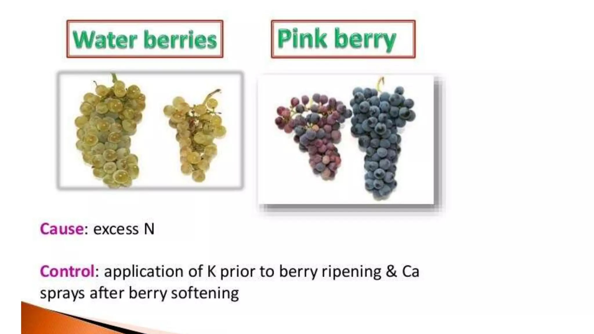 Macronutrient deficiency in plants | PPTX