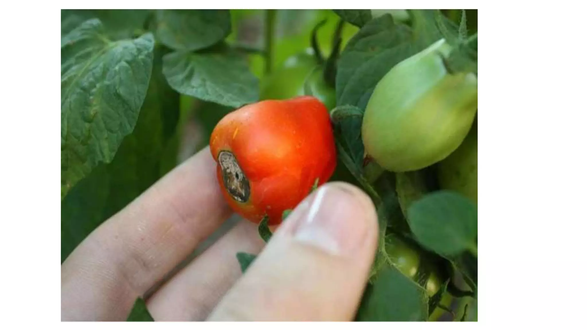 Macronutrient deficiency in plants | PPTX