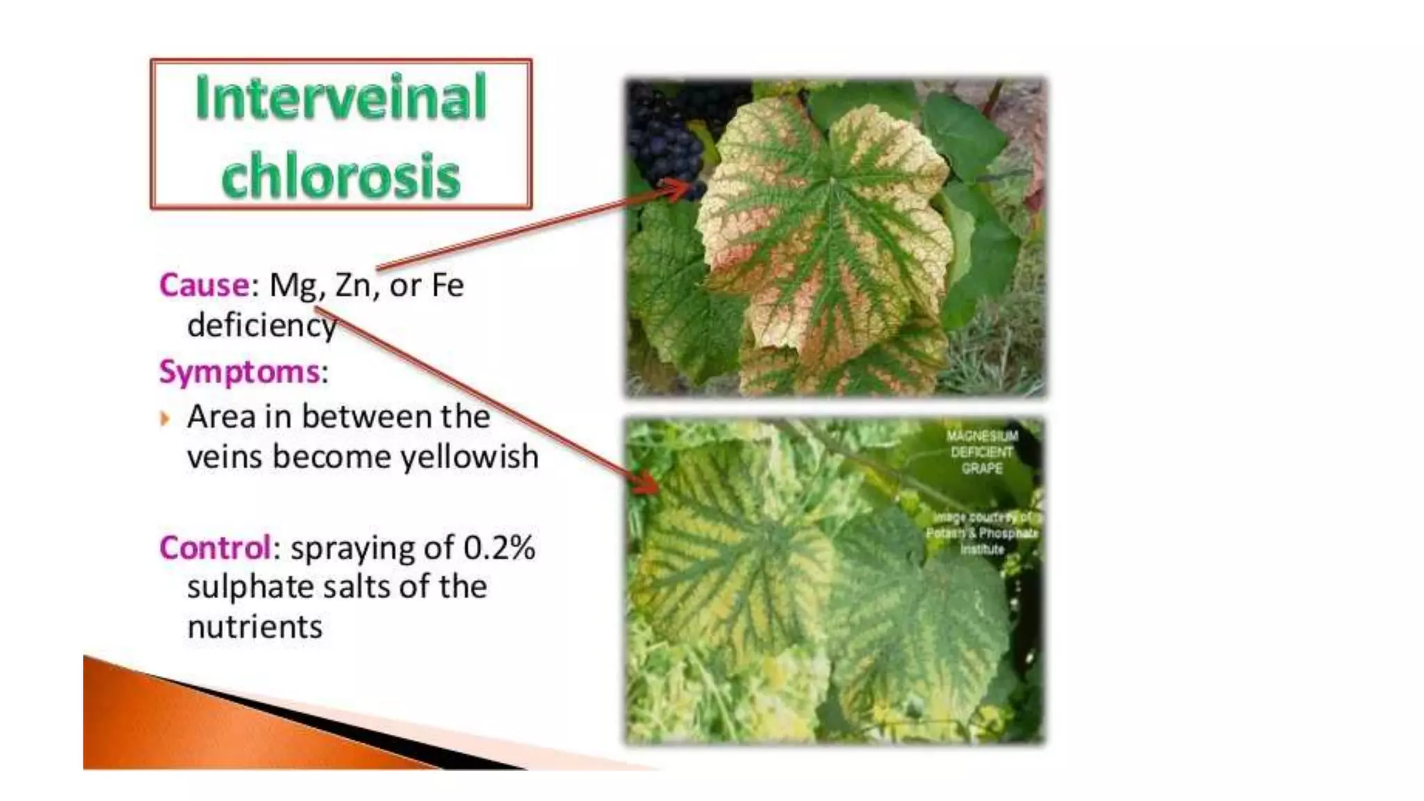 Macronutrient deficiency in plants | PPTX