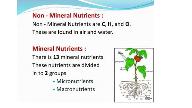 Macronutrient deficiency in plants | PPTX