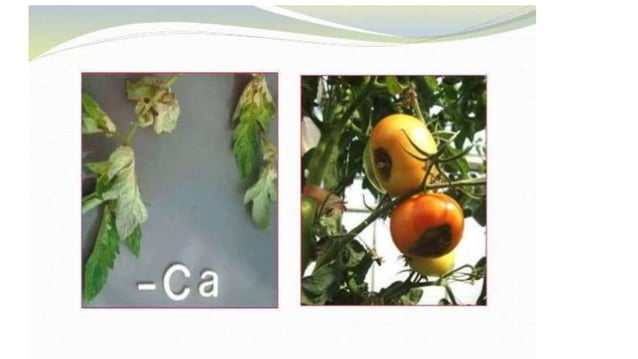 Macronutrient deficiency in plants | PPTX