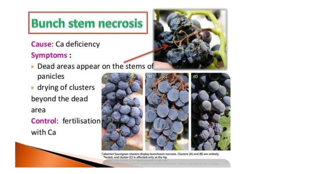 Macronutrient deficiency in plants | PPTX