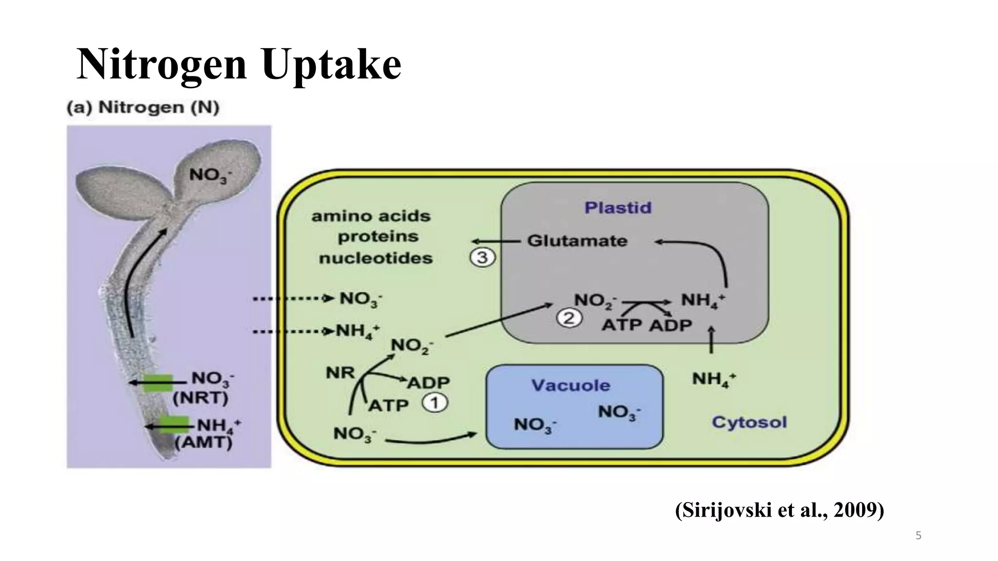 Macronutrient nitrogen | PPTX