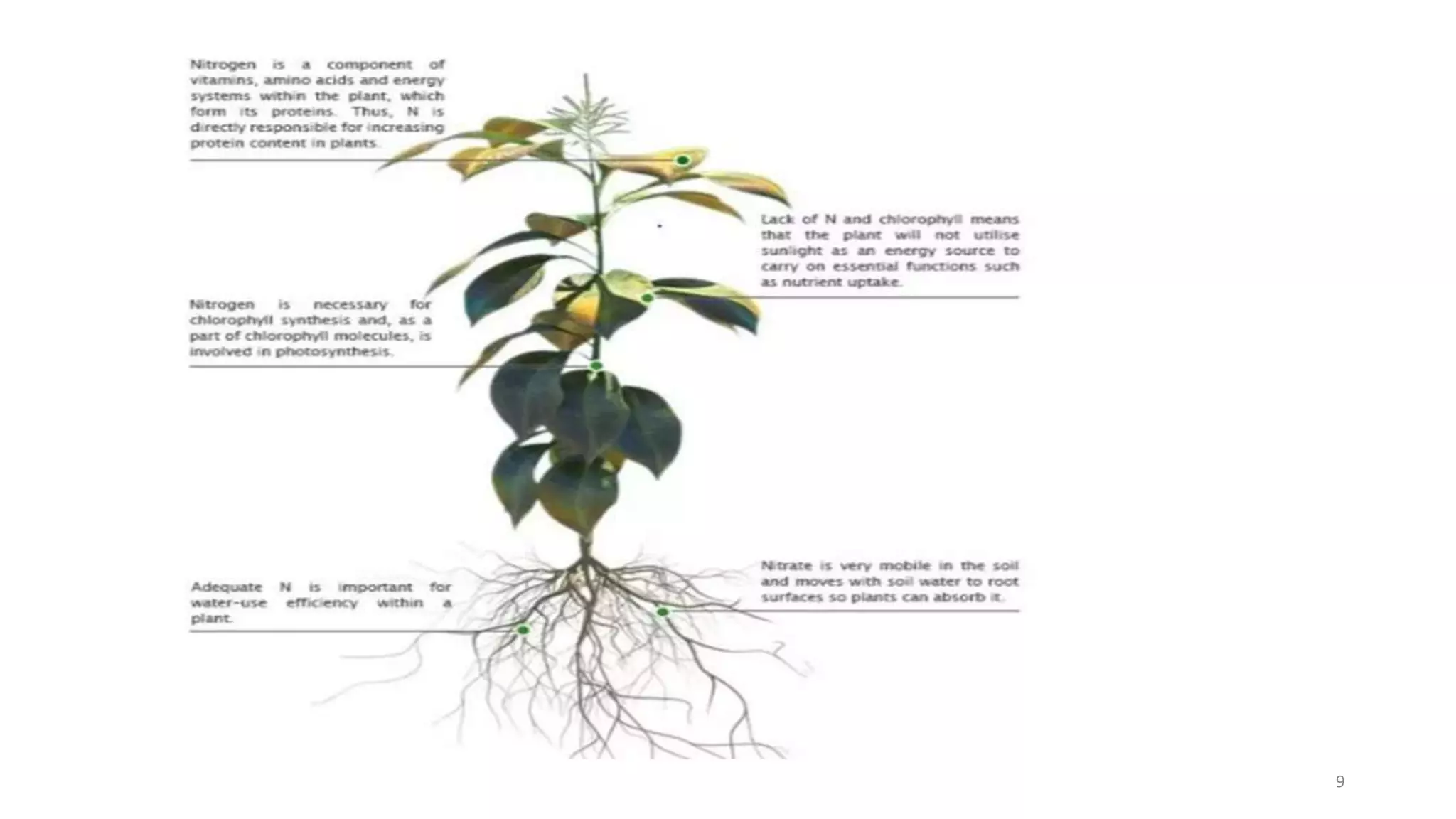Macronutrient nitrogen | PPTX