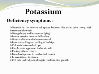 Macronutrients role in plants | PPTX