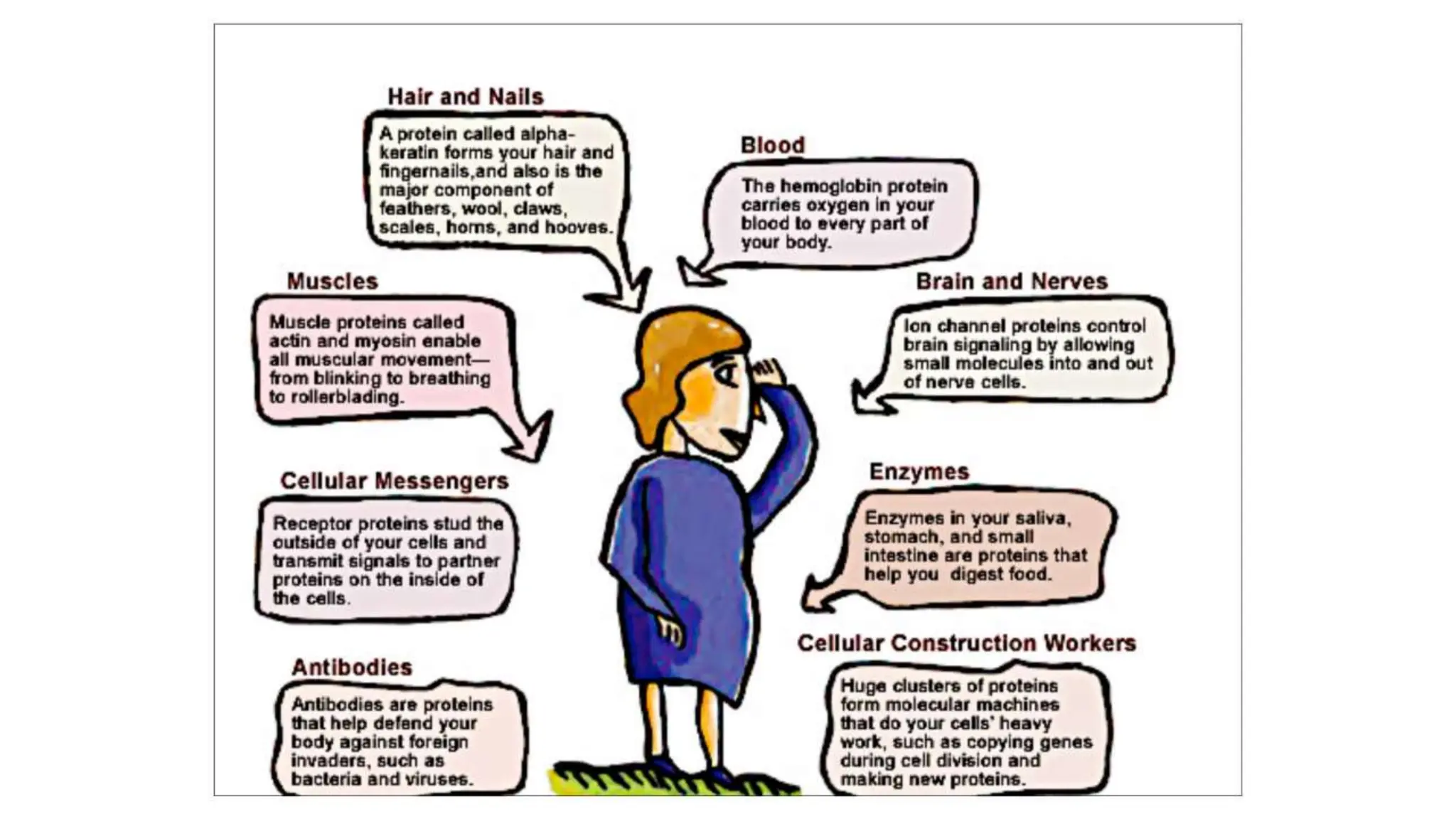 MACRONUTRIENTS-carbohydrates, protein and fats.pptx