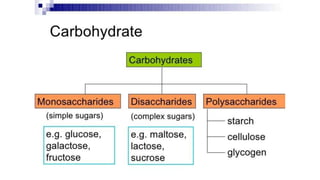 MACRONUTRIENTS-carbohydrates, protein and fats.pptx