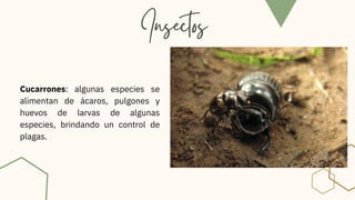 Macroorganismos del suelo.pdf