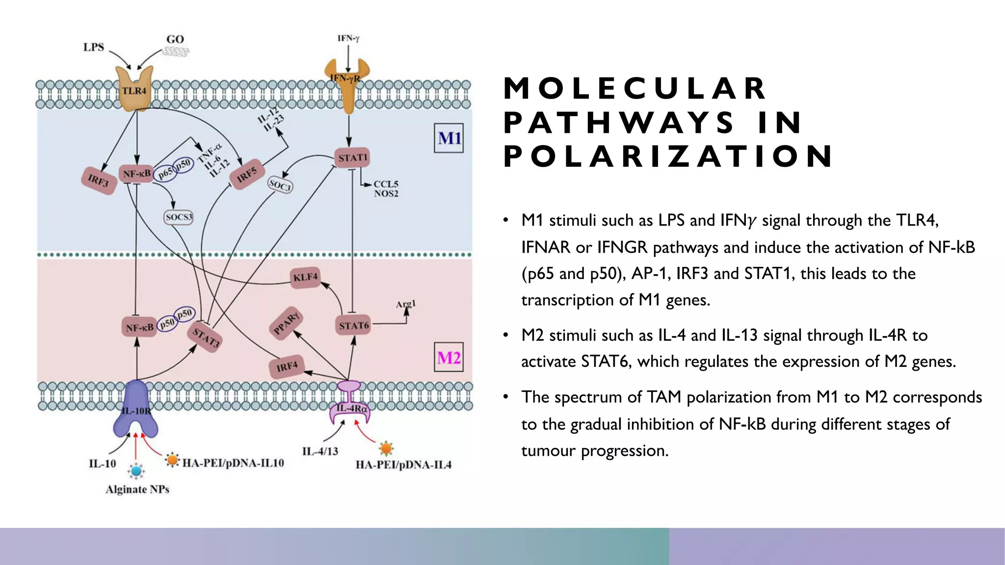 Macrophage polarization in Cancer | PDF