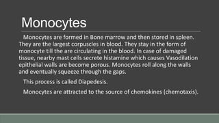 Macrophages | PPTX