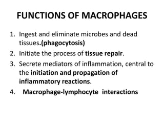 Macrophages Function