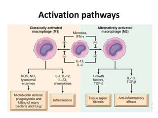 Macrophages Activation