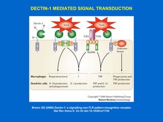 Macrophages siamon gordon | PPT