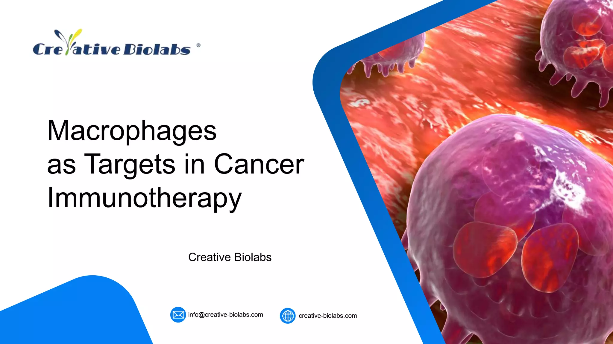 Macrophages as Targets in Cancer Immunotherapy - Creative Biolabs | PPTX