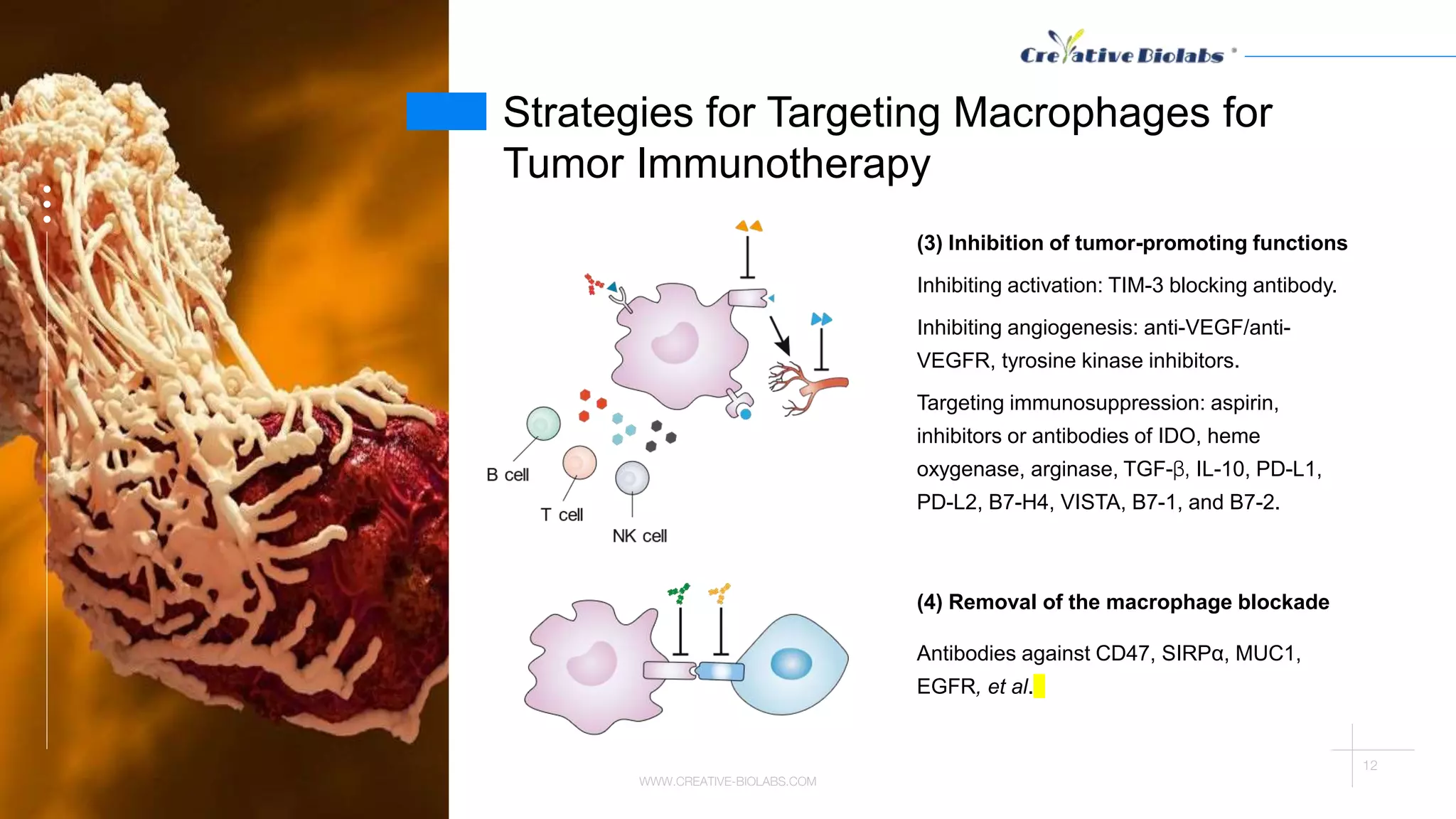 Macrophages as Targets in Cancer Immunotherapy - Creative Biolabs | PPTX