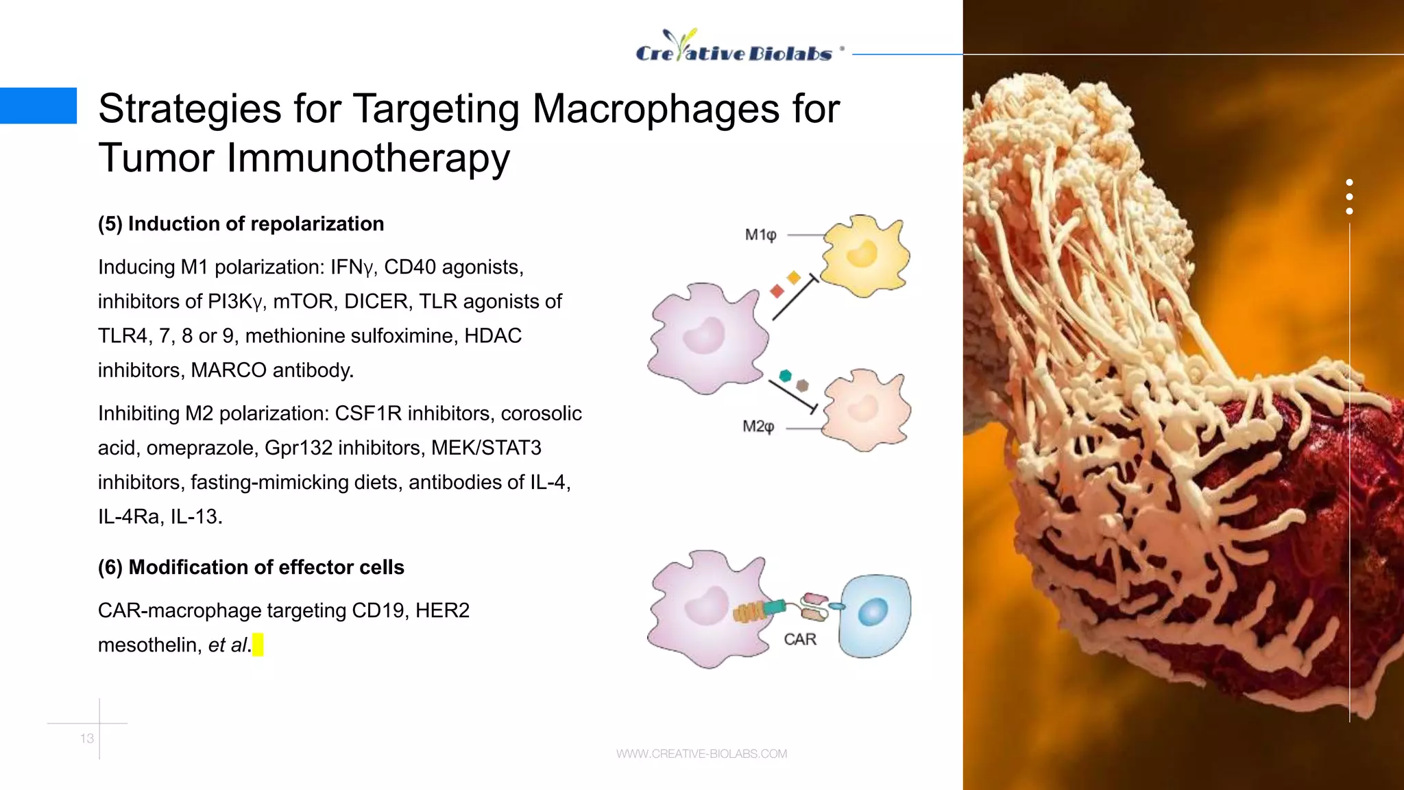 Macrophages as Targets in Cancer Immunotherapy - Creative Biolabs | PPTX
