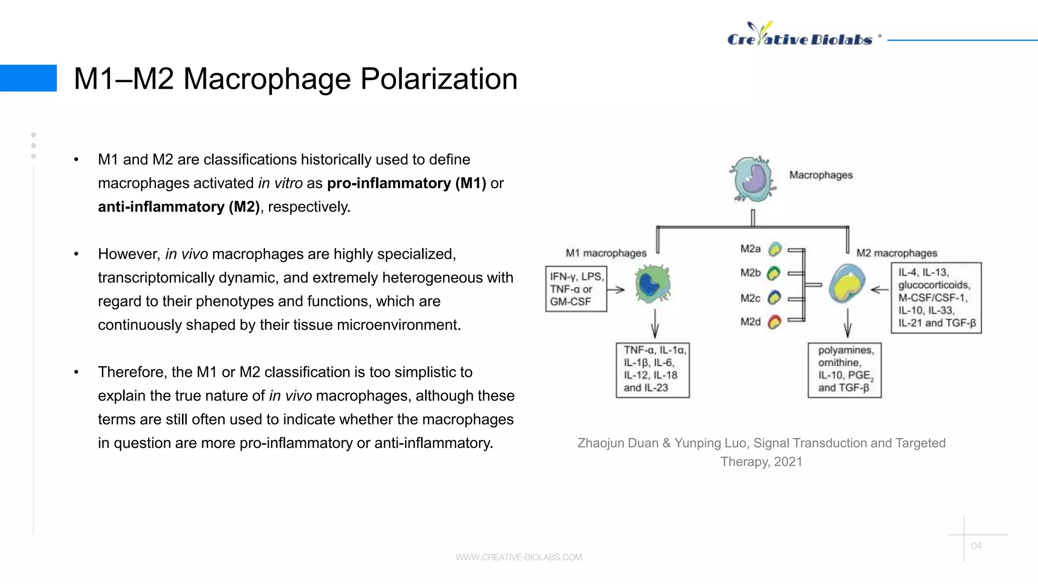 Macrophages as Targets in Cancer Immunotherapy - Creative Biolabs | PPTX