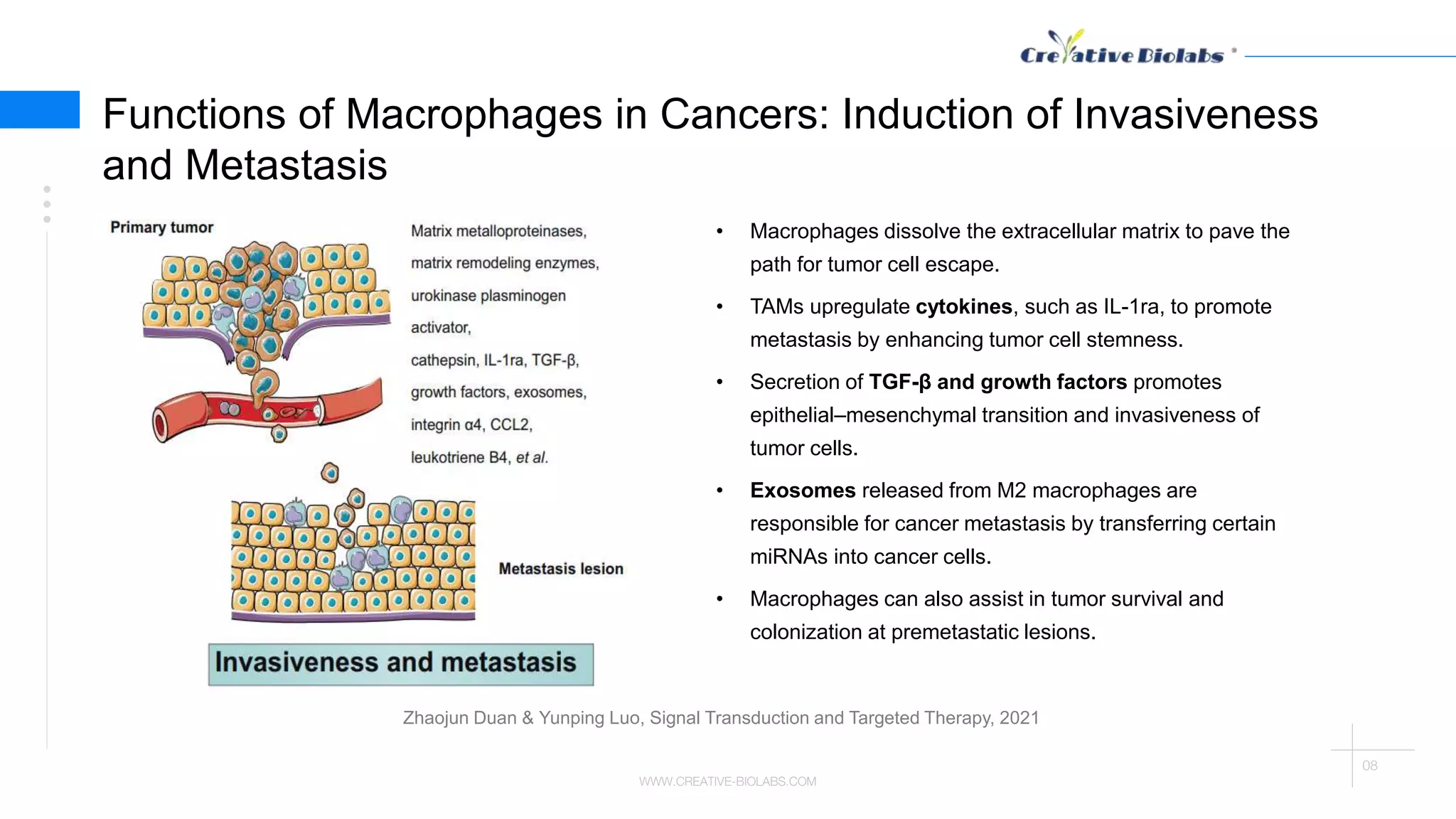 Macrophages as Targets in Cancer Immunotherapy - Creative Biolabs | PPTX