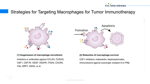 Macrophages as Targets in Cancer Immunotherapy - Creative Biolabs | PPTX