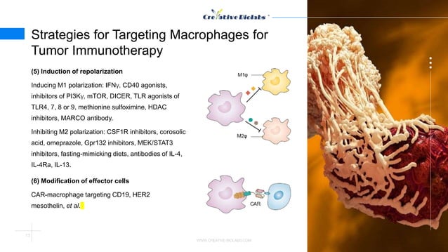 Macrophages as Targets in Cancer Immunotherapy - Creative Biolabs | PPTX