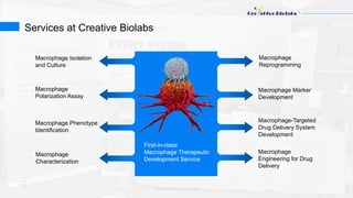 Macrophages as Targets in Cancer Immunotherapy - Creative Biolabs | PPTX