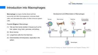 Macrophages as Targets in Cancer Immunotherapy - Creative Biolabs | PPTX