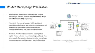 Macrophages as Targets in Cancer Immunotherapy - Creative Biolabs | PPTX