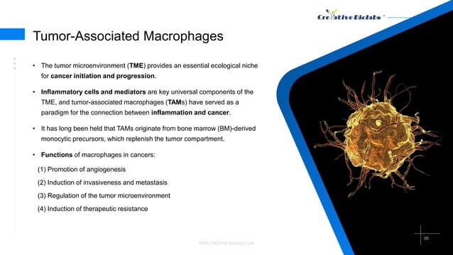 Macrophages as Targets in Cancer Immunotherapy - Creative Biolabs | PPTX
