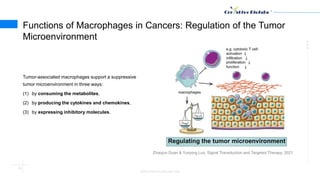 Macrophages as Targets in Cancer Immunotherapy - Creative Biolabs | PPTX