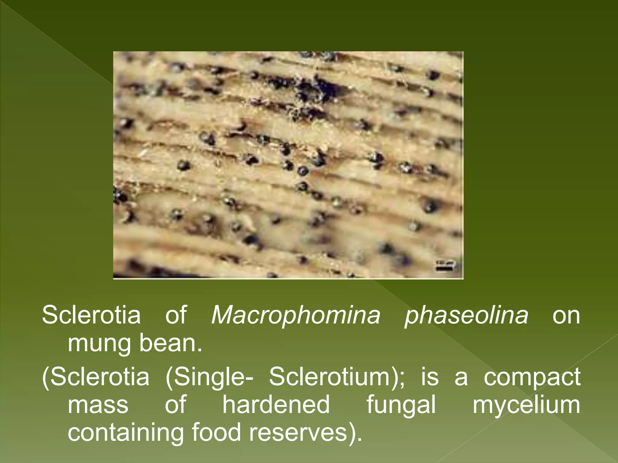 Macrophomina phaseolina ppt | PPTX