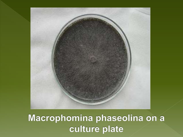 Macrophomina phaseolina ppt
