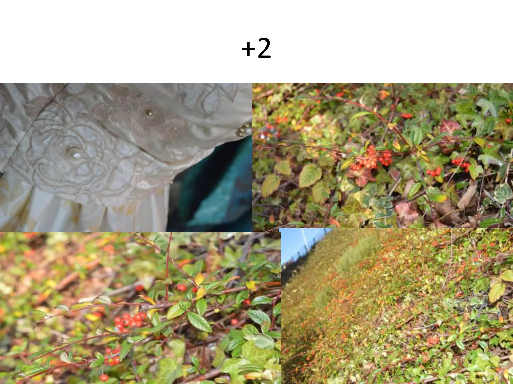 Macro photography | PPTX