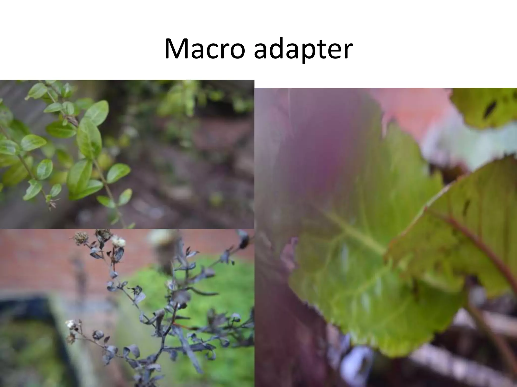 Macro photography | PPTX