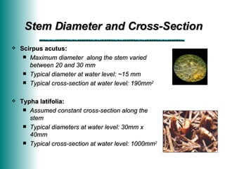 Macrophyte Density in Constructed Wetlands | PPT
