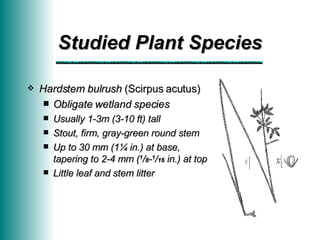 Macrophyte Density in Constructed Wetlands | PPT