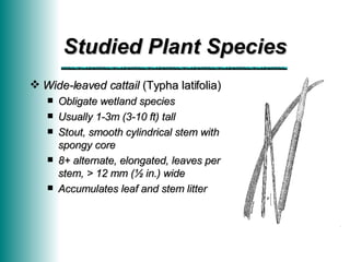 Macrophyte Density in Constructed Wetlands | PPT