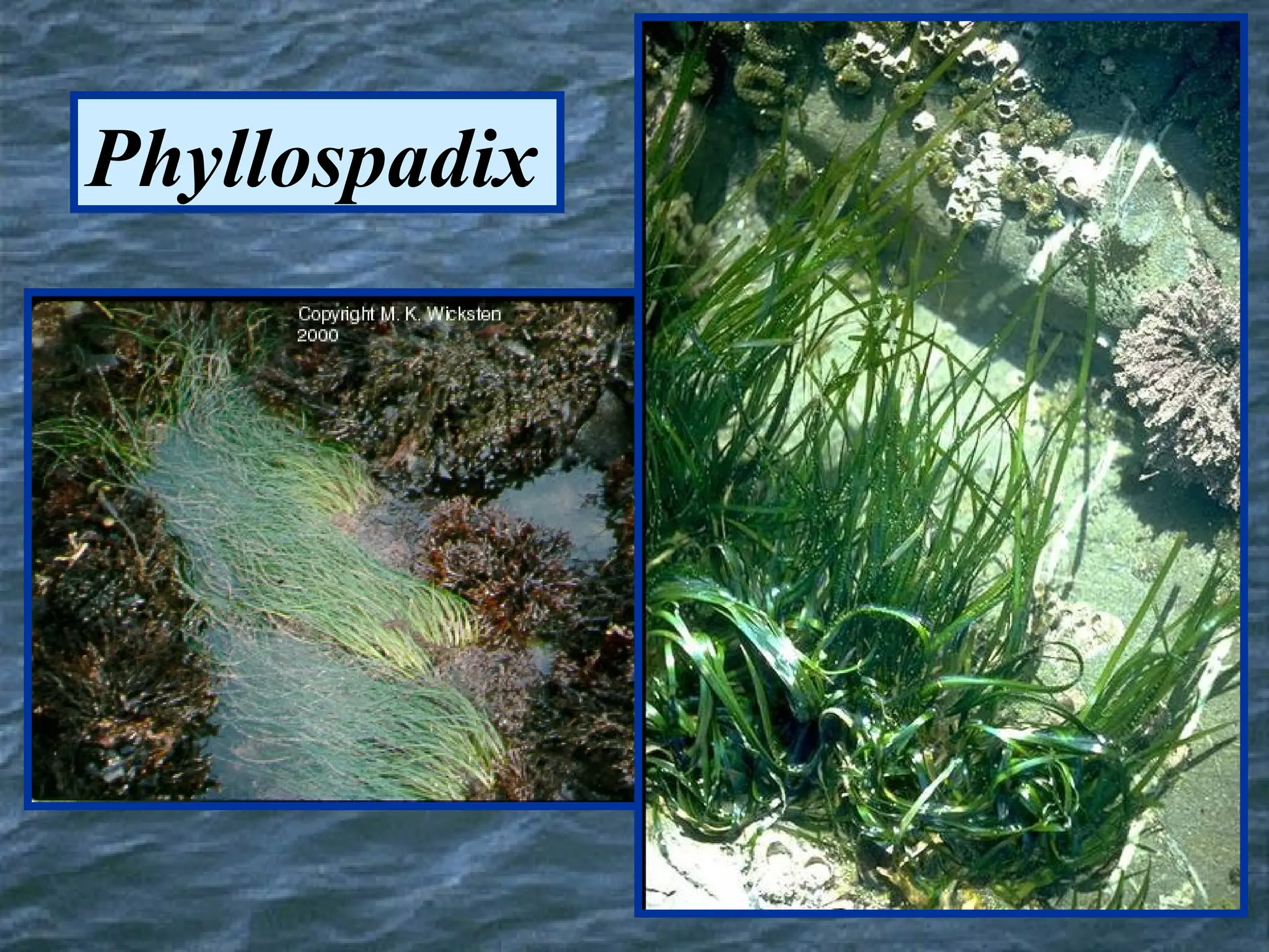 identification Macrophytes and plants.pptx