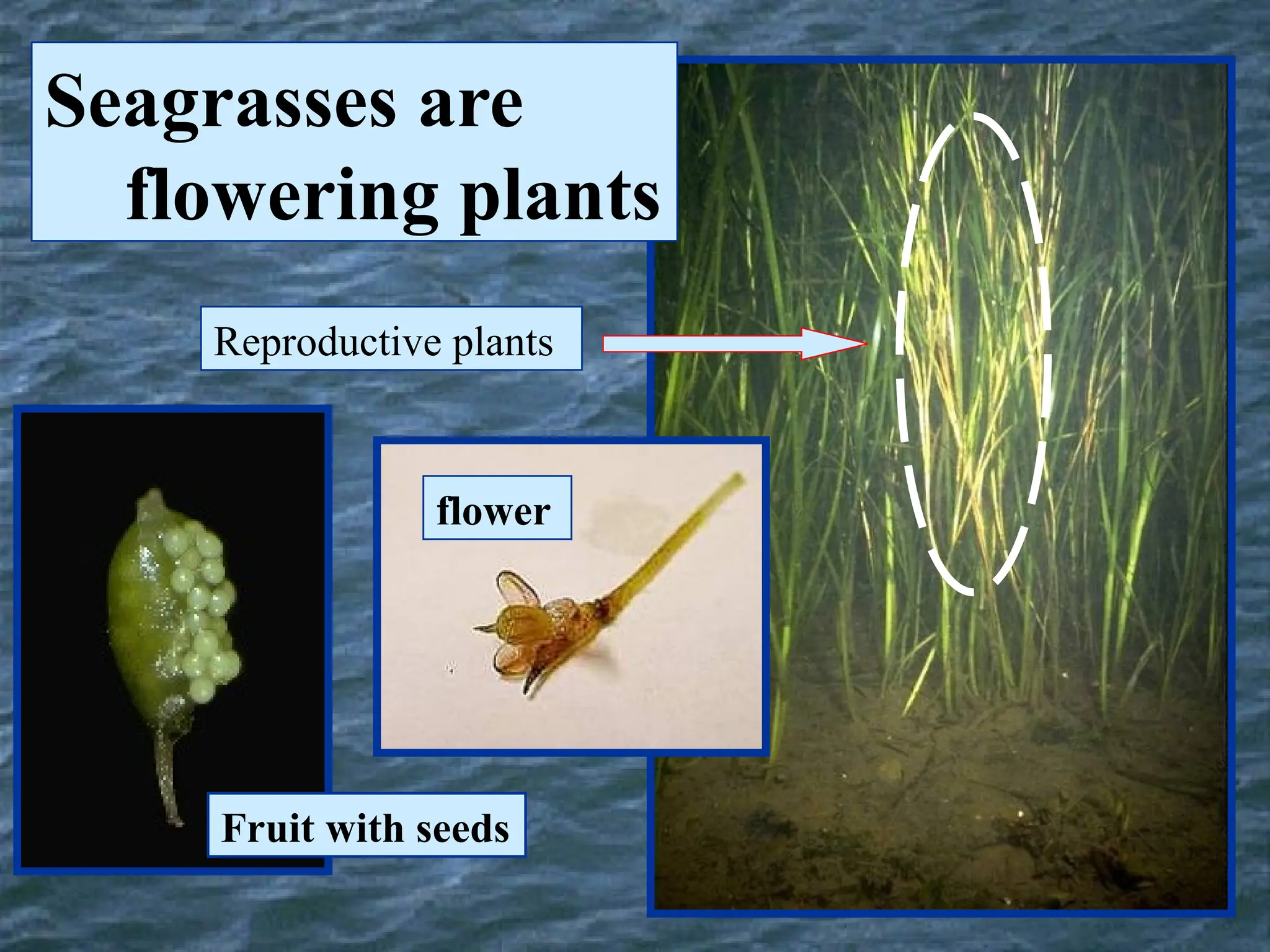 identification Macrophytes and plants.pptx