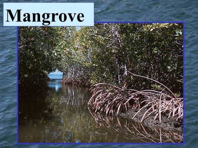 identification Macrophytes and plants.pptx