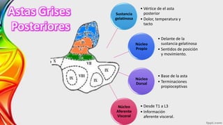 Macroscopía médula espinal grupo 4 neuroanatomia funcional | PPTX