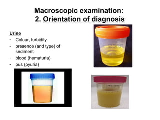 Macroscopic and microscopic examination in bacteriology | PPT