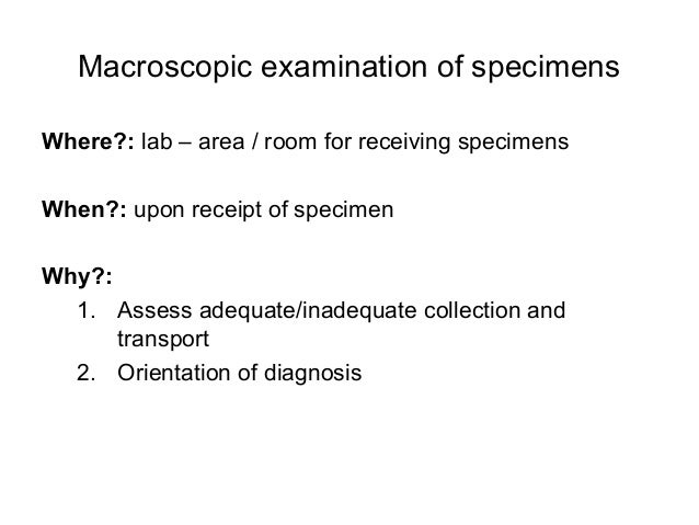 Macroscopic and microscopic examination in bacteriology