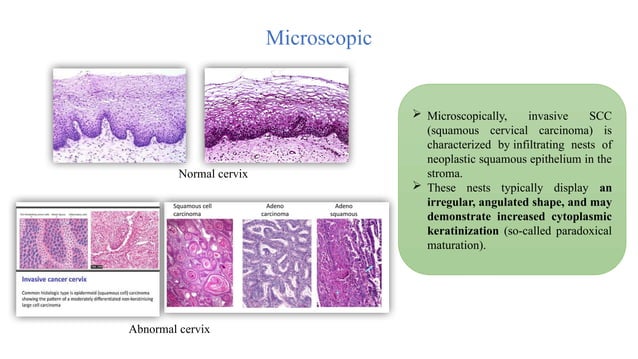 Macroscopic and microscopic features NEW.pptx