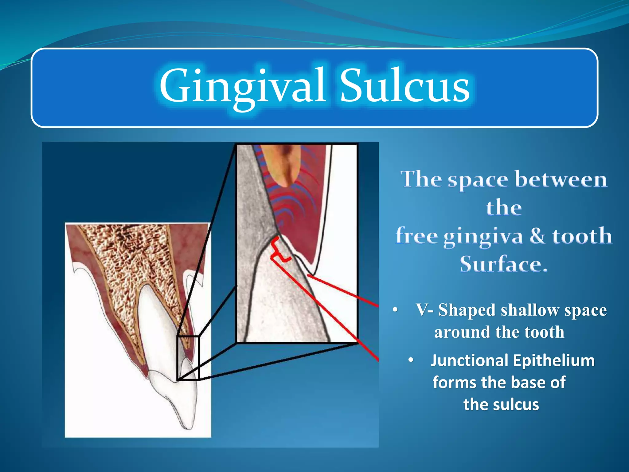 Macroscopic features of gingiva | PPTX