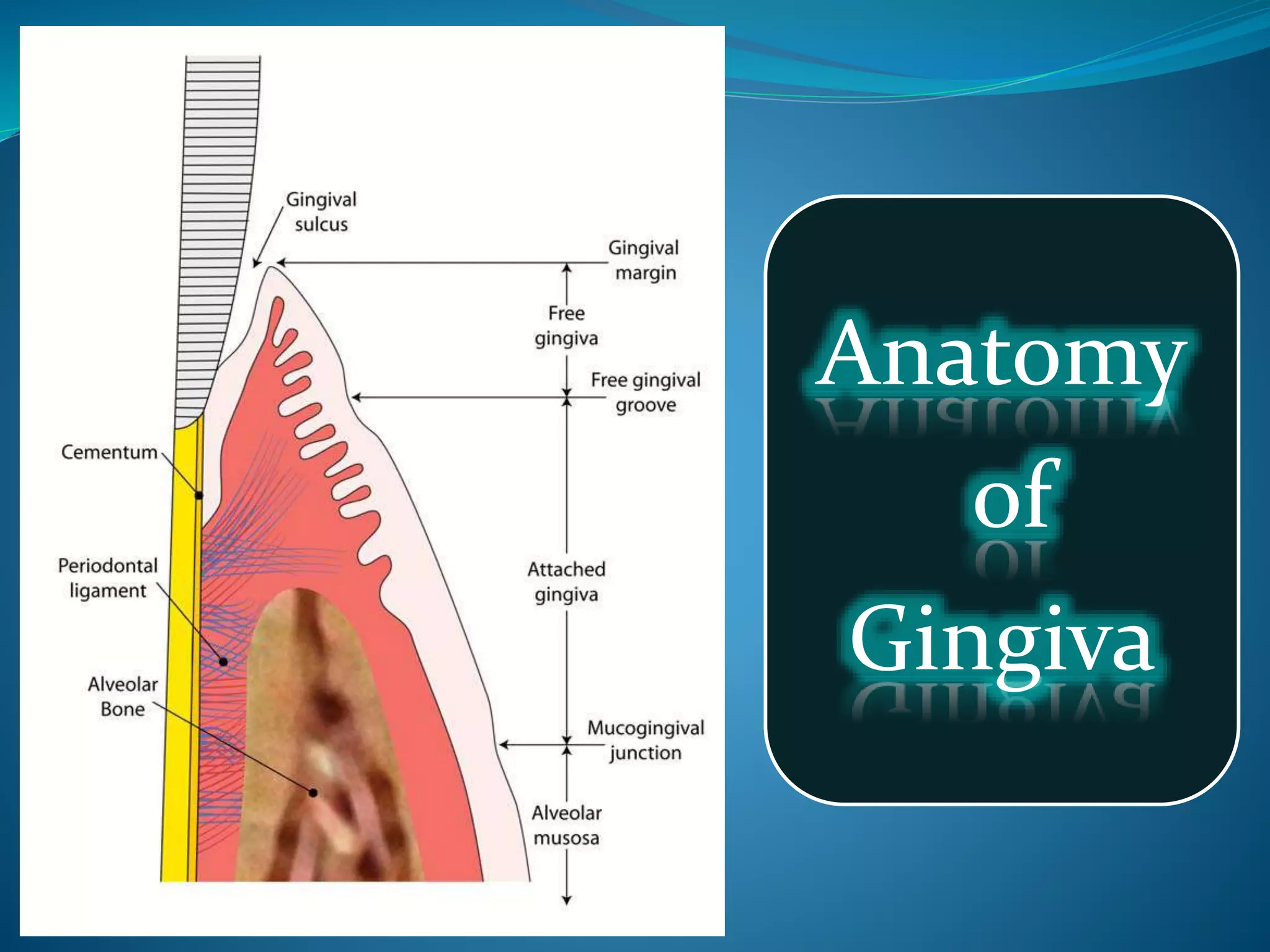 Macroscopic features of gingiva | PPTX