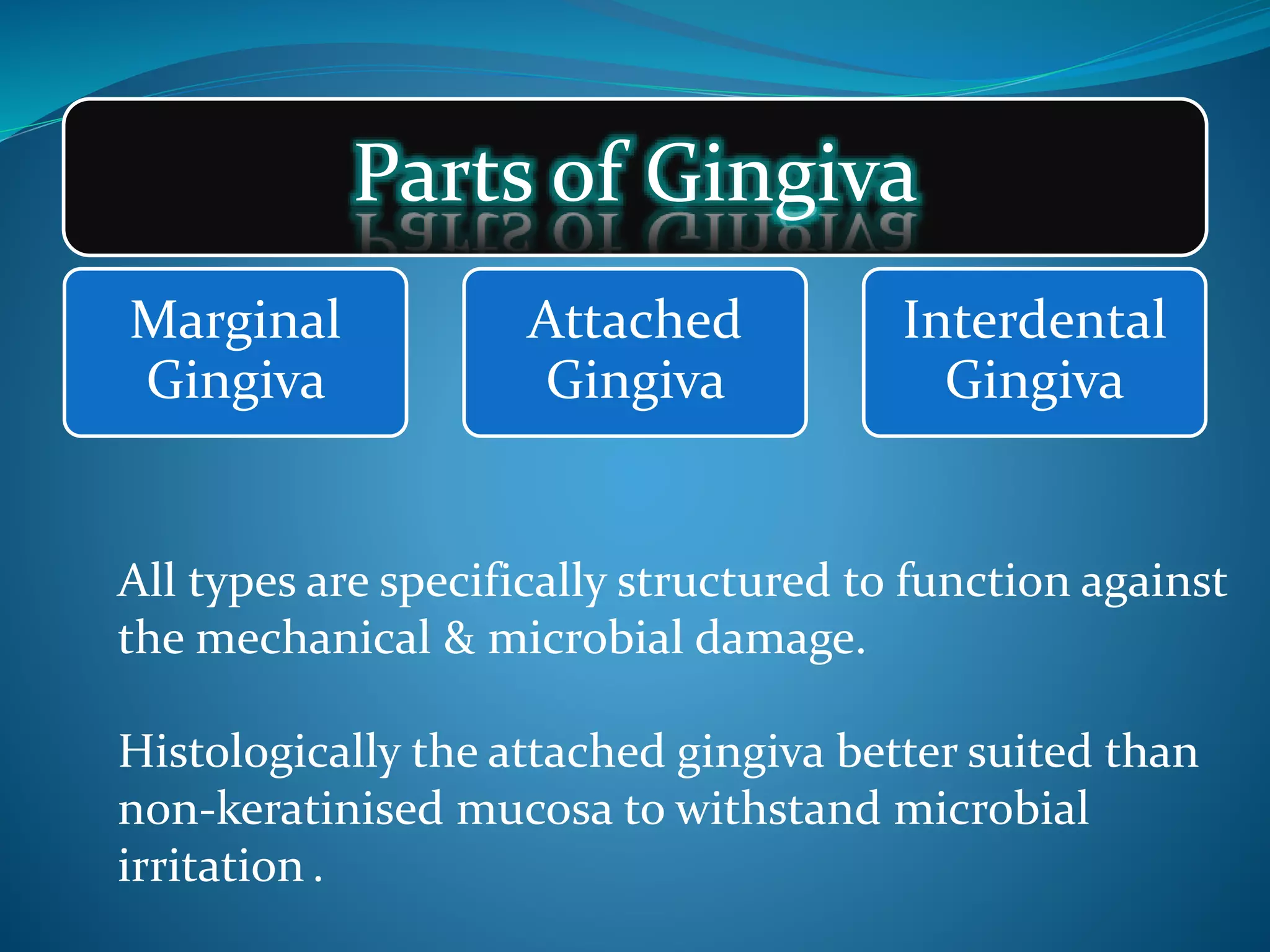 Macroscopic features of gingiva | PPTX | Dental Health | Diseases and ...