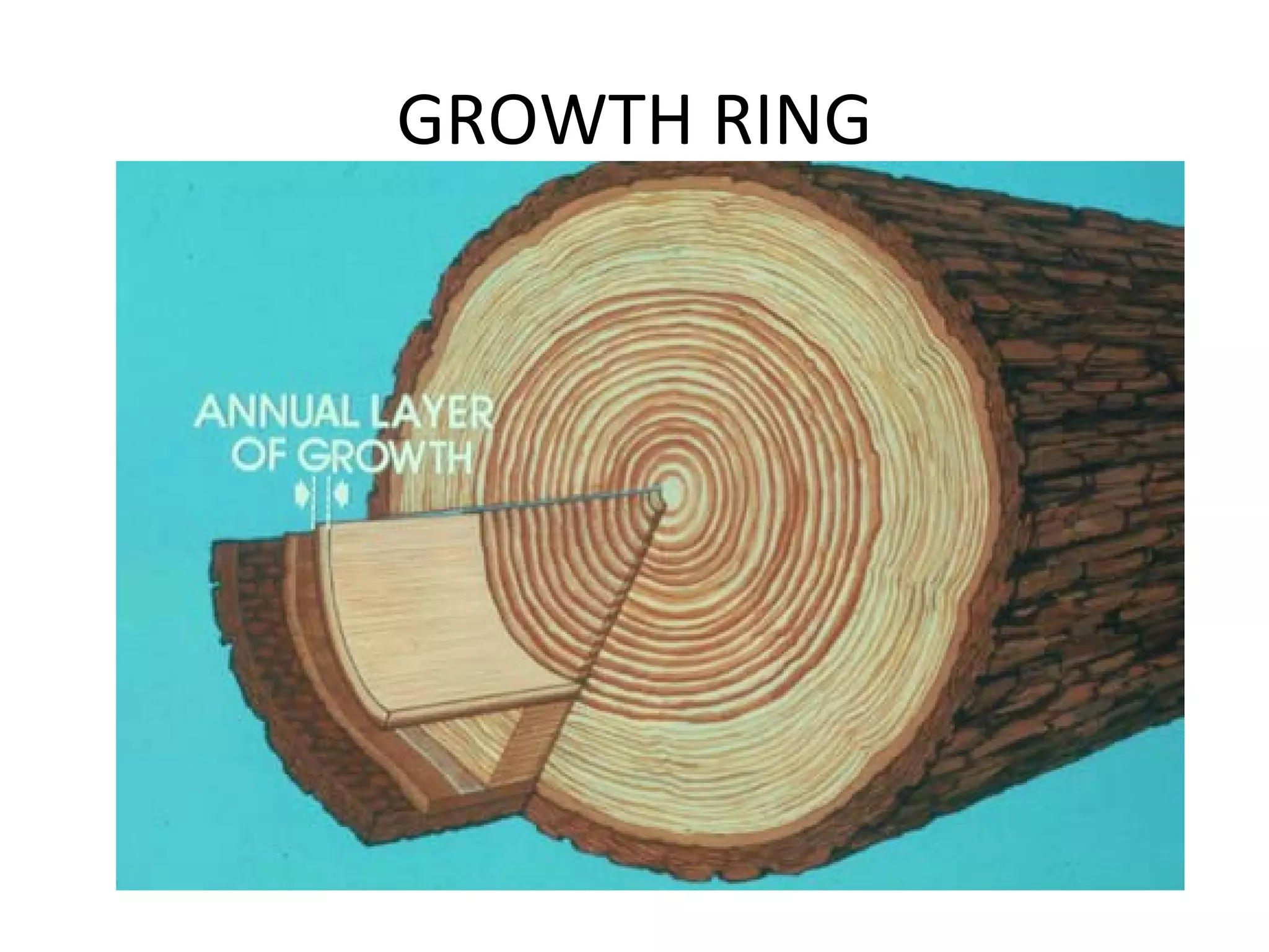 Macrostructure of wood | PPT